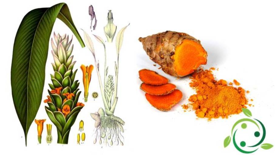 Turmeric: Origins, History, Description, Gastronomic Use ...