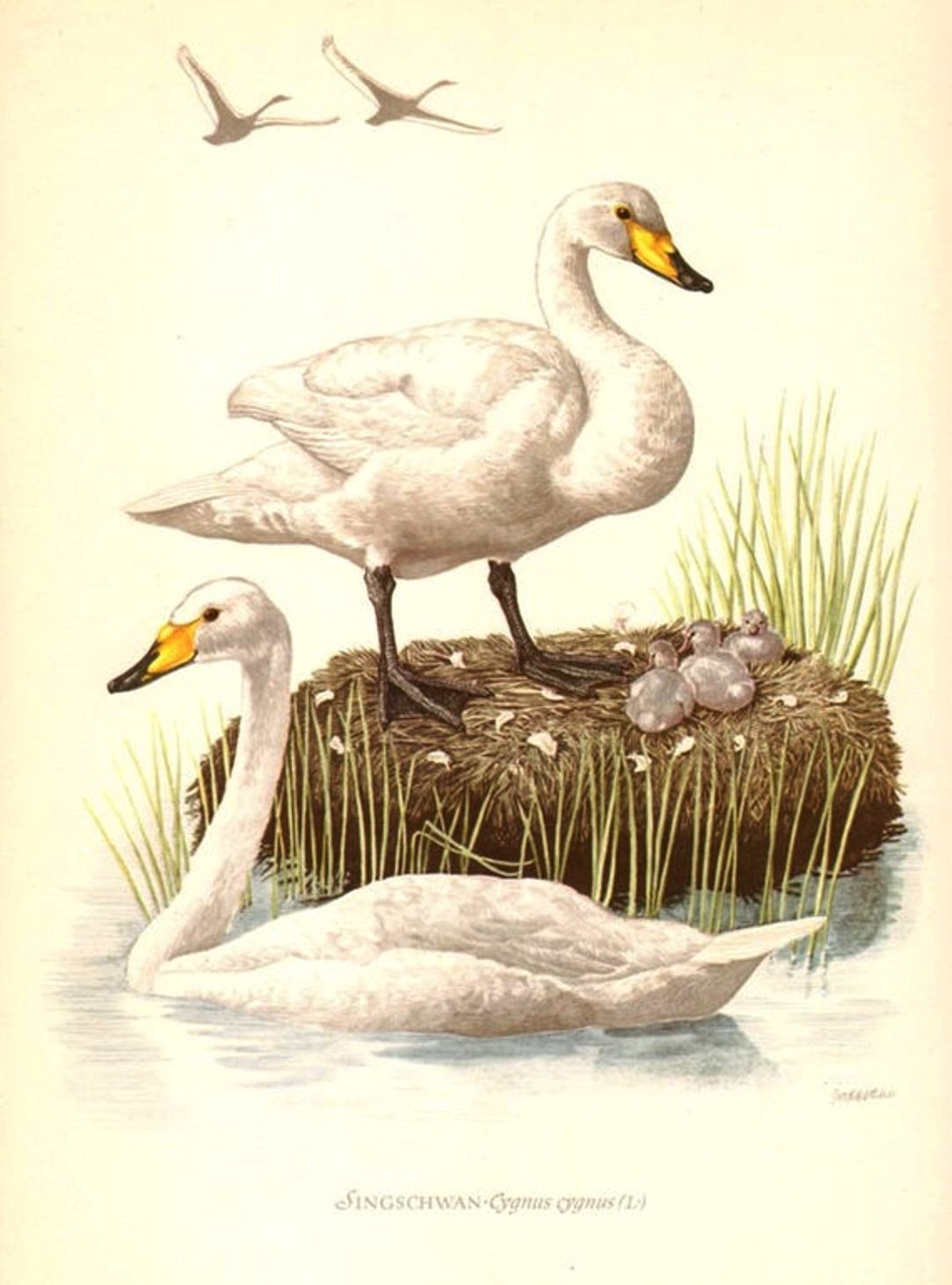 Cygnus cygnus: Systematics, Habitat, Biology, Ecological Role ...