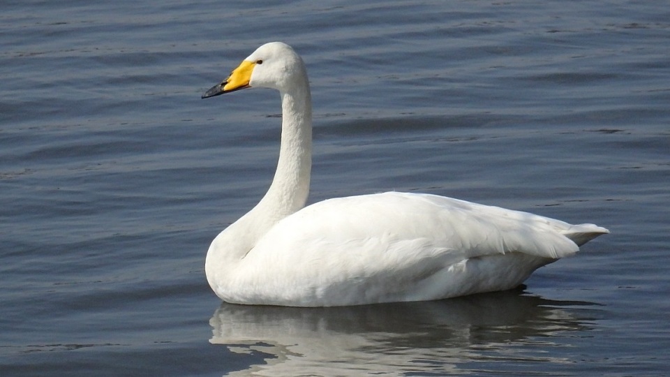 Cygnus cygnus: Sistematica, Habitat, Biologia, Ruolo Ecologico ...