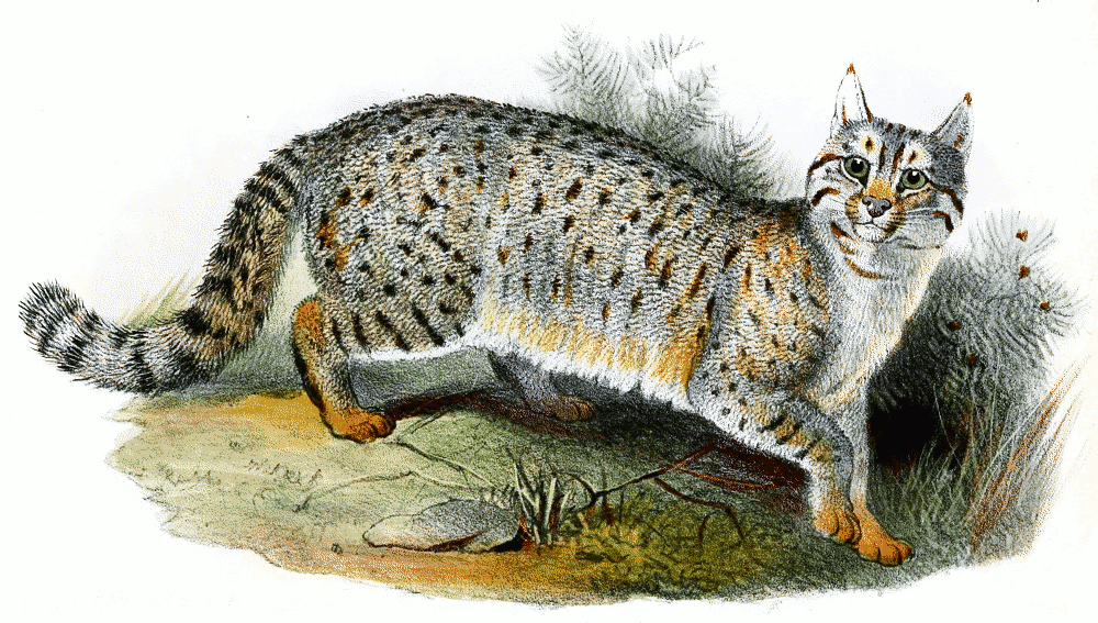 Felis silvestris: Sistematica, Habitat, Biologia, Ruolo Ecologico ...