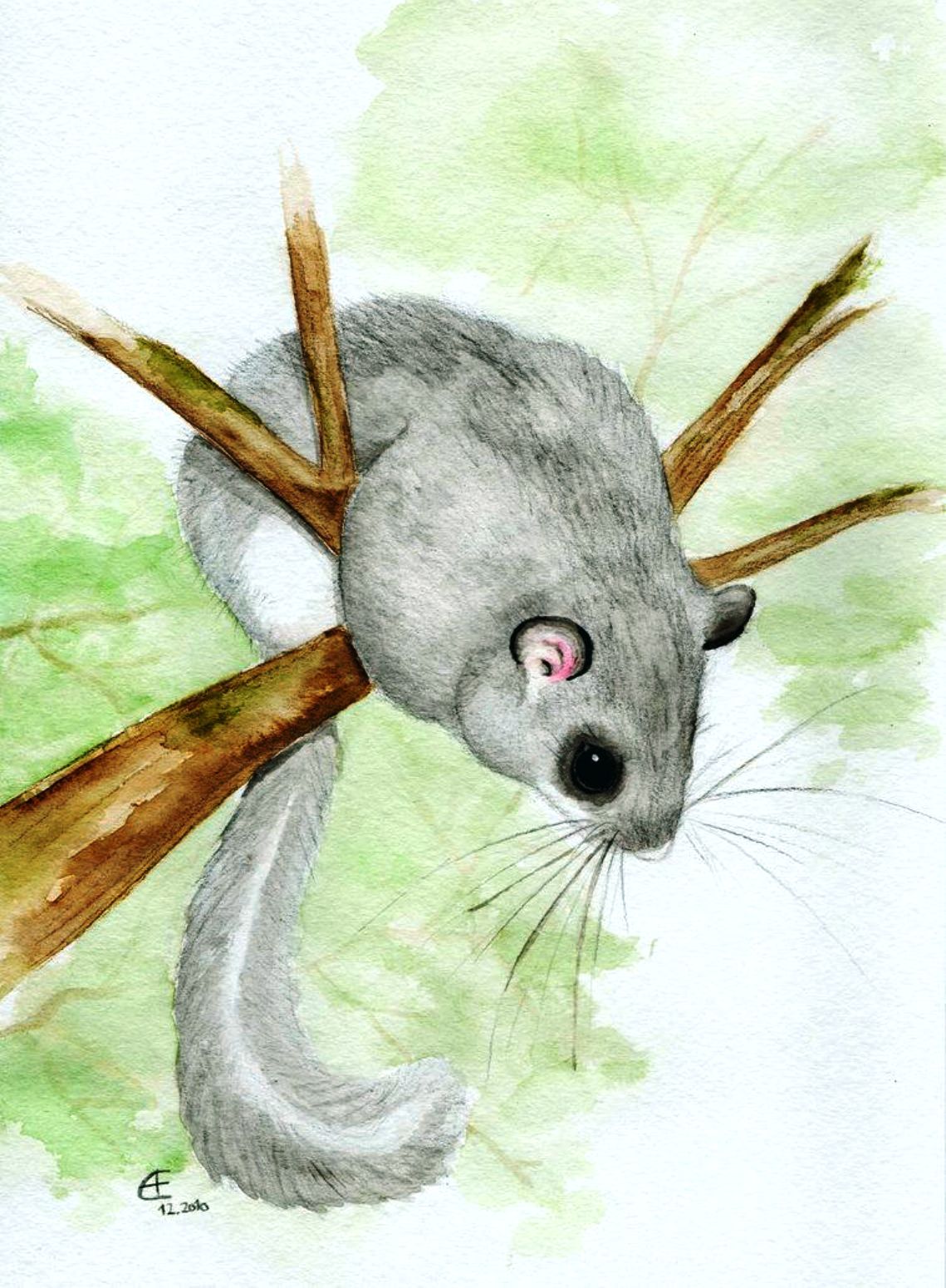 Glis glis: Systematics, Habitat, Biology, Ecological Role ...