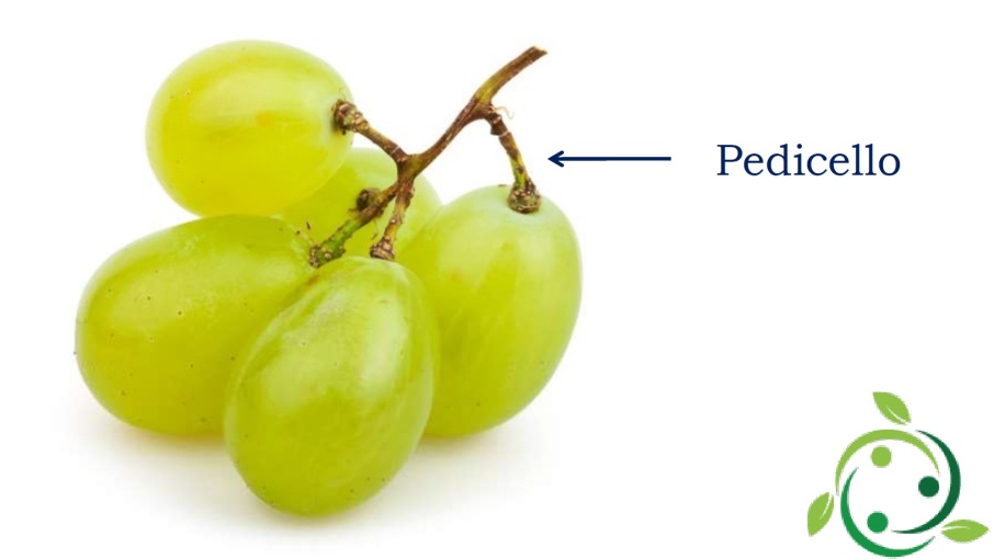 Pedicel: meaning, definition, in botany, in zoology ...