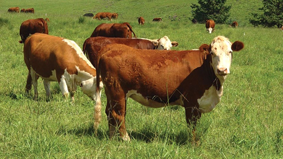 Hereford: Sistemática, Área, Aptitud de producción, Orígenes...