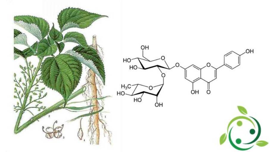 Rhoifolin: chemical formula, presence in plants, properties, uses ...