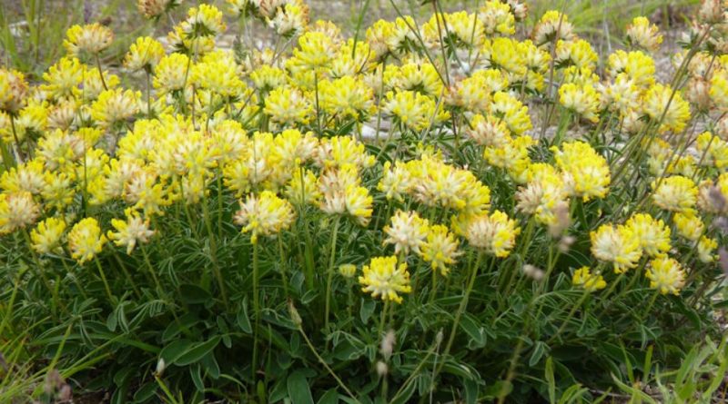 Anthyllis vulneraria: Systematics, Etymology, Habitat, Cultivation