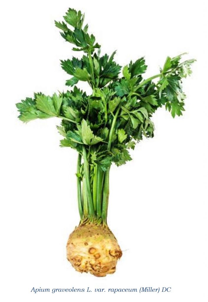 Apium graveolens var. rapaceum: systematics, cultivation ...