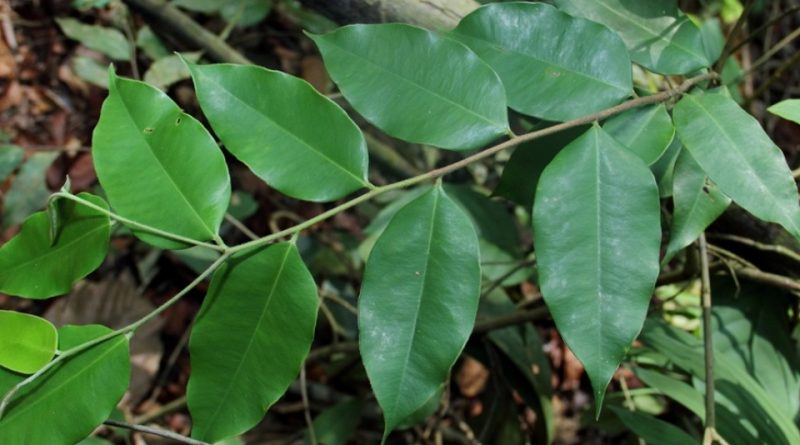 Propiedades y usos de la madera de agar Archivi - Un Mondo Ecosostenibile
