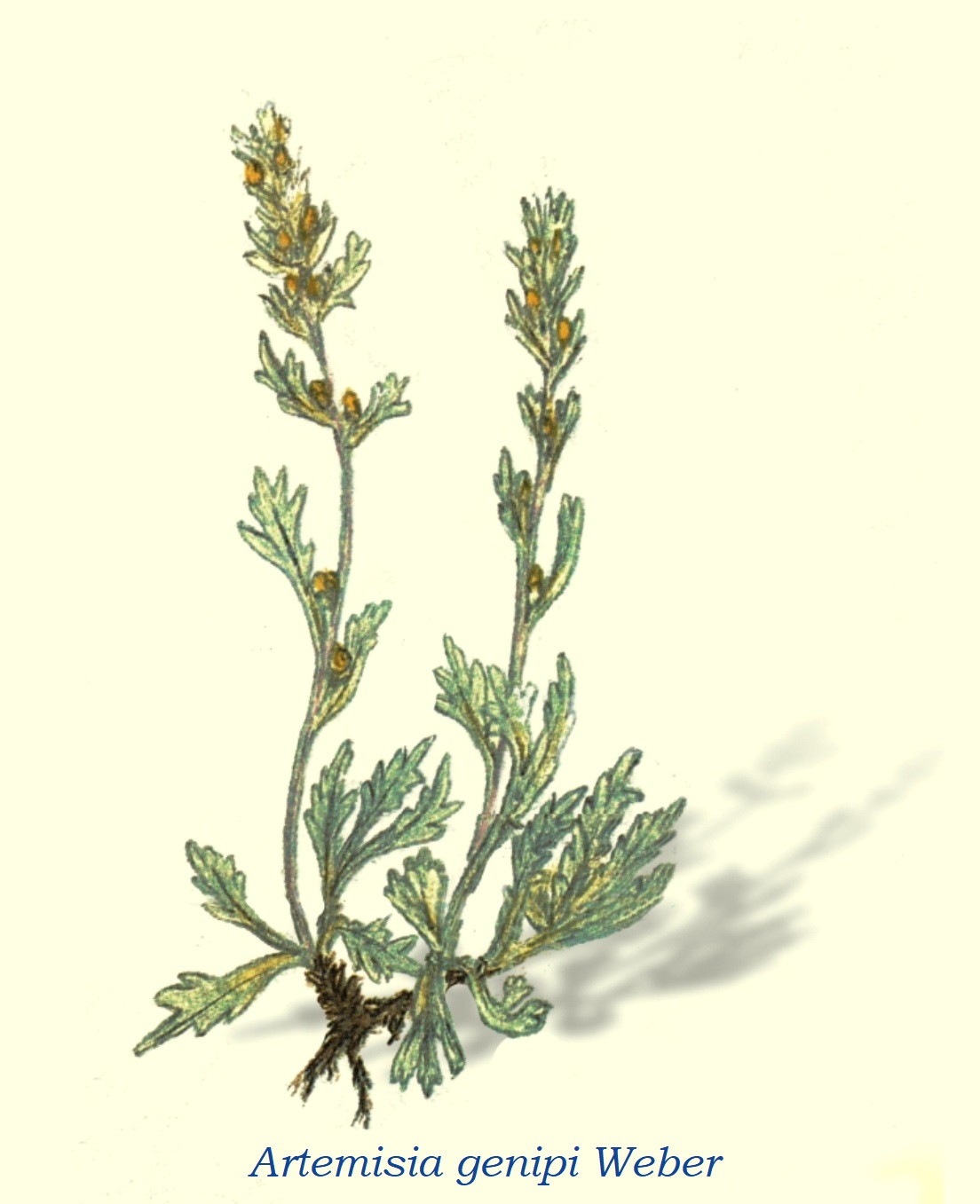 Artemisia genipi: Sistematica, Etimologia, Habitat, Coltivazione ...