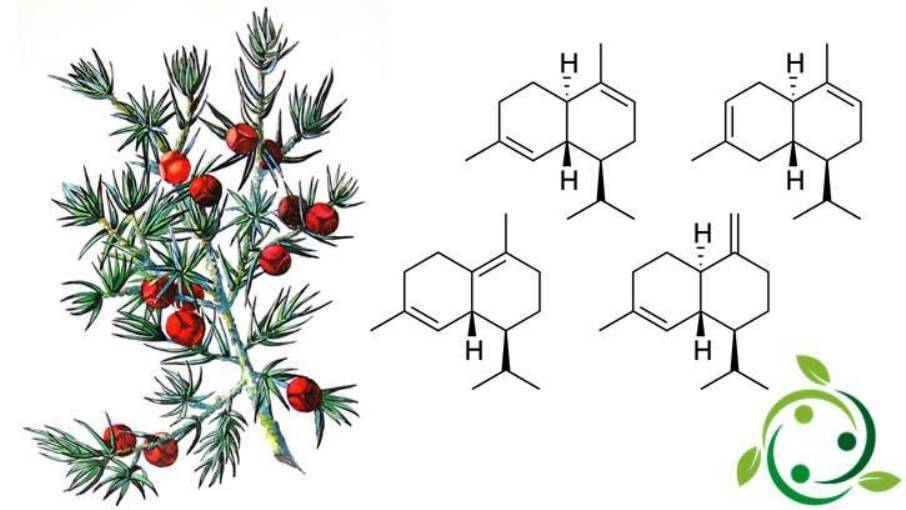 Cadinene: chemical formula, uses, properties, occurrence in nature