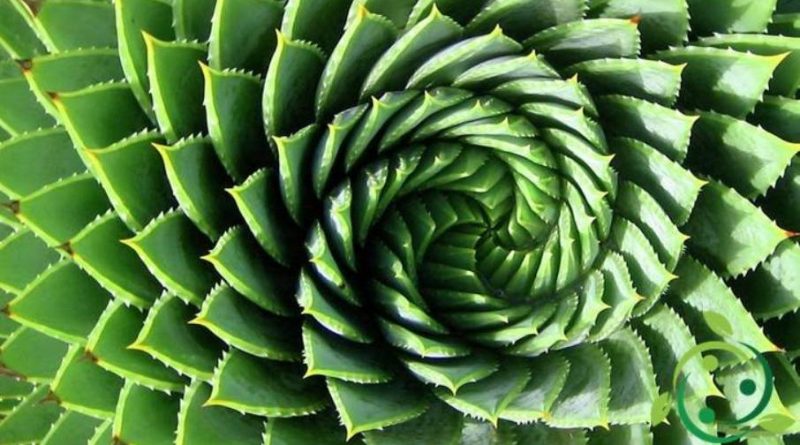 Phyllotaxis: meaning, botanical study, mathematical models, history