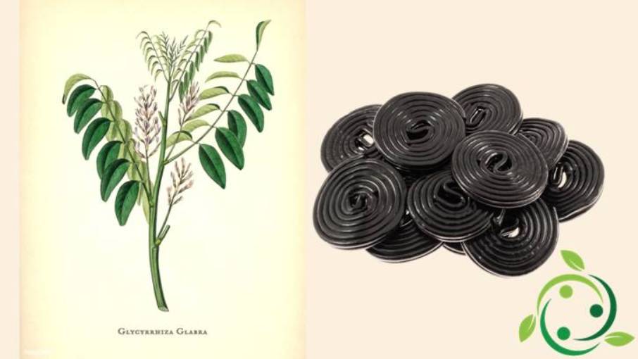 Licorice: Origins, History, Description, Gastronomic Use ...