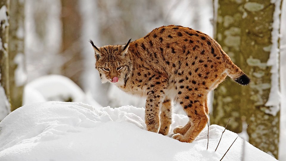 Lynx lynx: Systematics, Habitat, Biology, Ecological Role ...