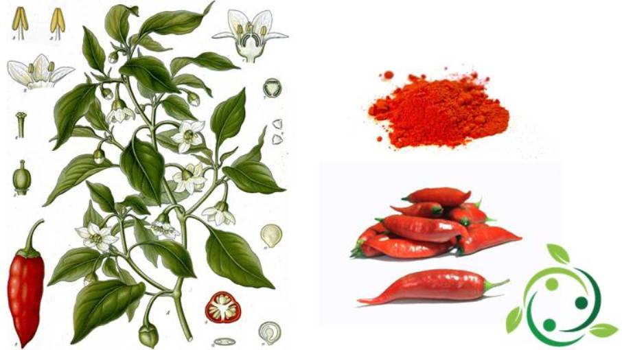 Chilli pepper: Origins, History, Description, Gastronomic Use