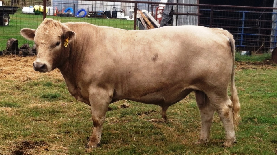 Murray Grey: Sistematica, Areale, Attitudine produttiva, Origini ...