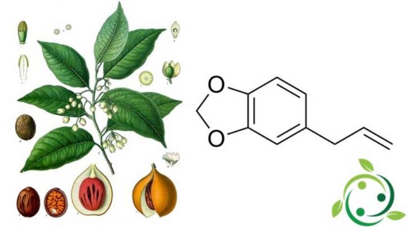 Safrole: chemical formula, properties, occurrence in nature, uses ...