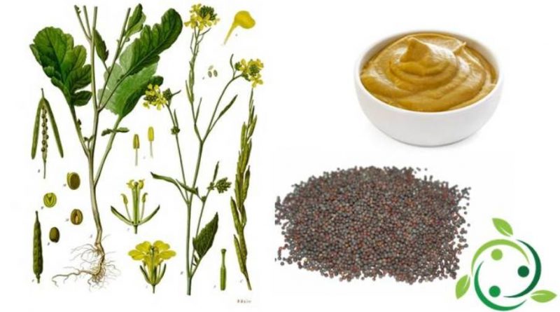 Senape: Origini, Storia, Descrizione, Uso Gastronomico ...
