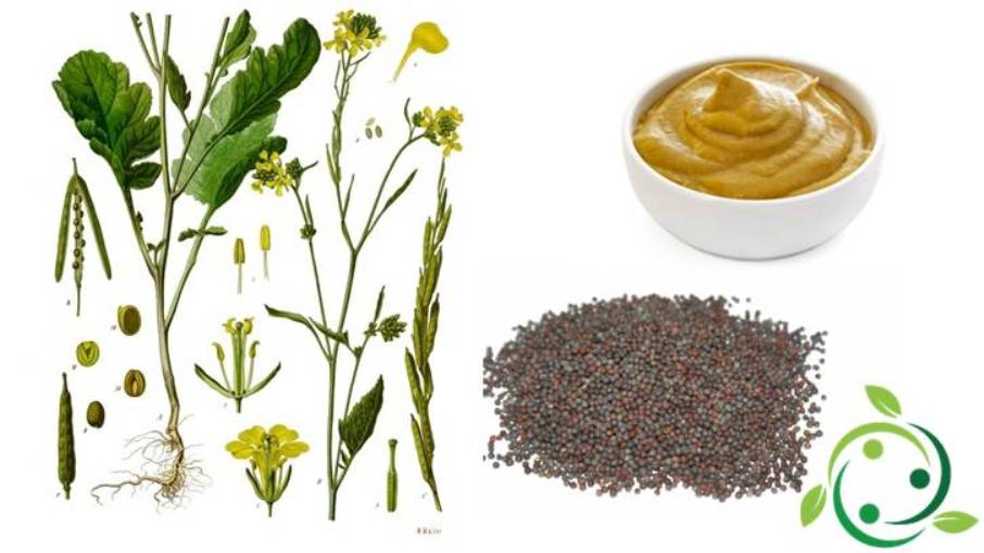 Senape: Origini, Storia, Descrizione, Uso Gastronomico ...