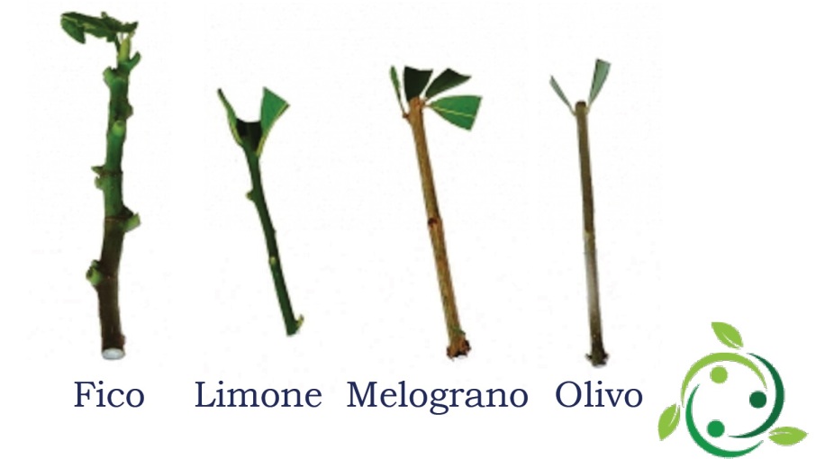 Cutting: definition, types, methods, characteristics, season ...