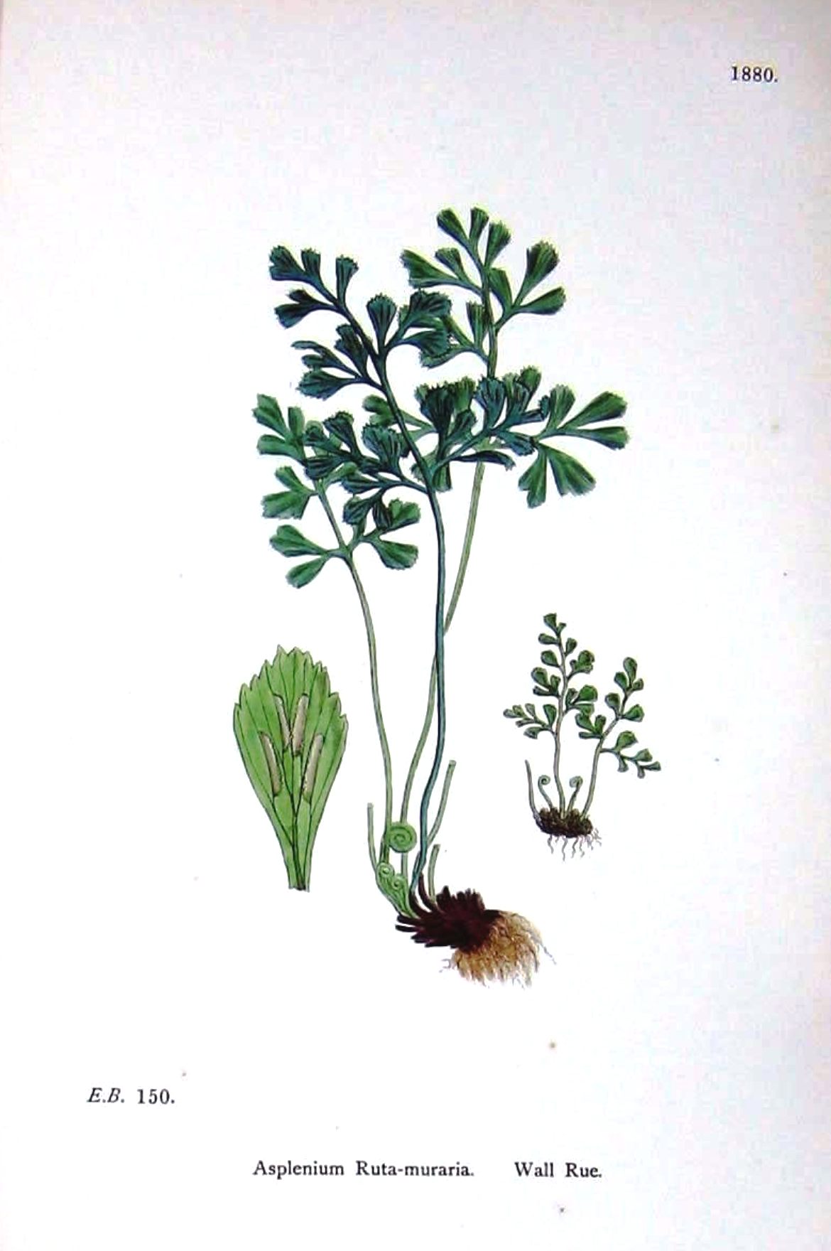 Asplenium ruta-muraria: Systematics, Habitat, Cultivation ...