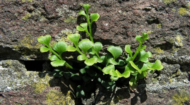 Asplenium ruta-muraria: Sistemática, Hábitat, Cultivo...