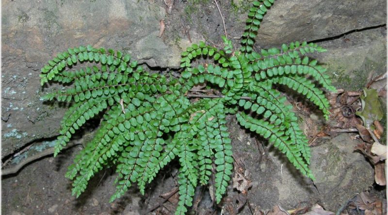 Asplenium trichomanes: Systematics, Habitat, Cultivation ...