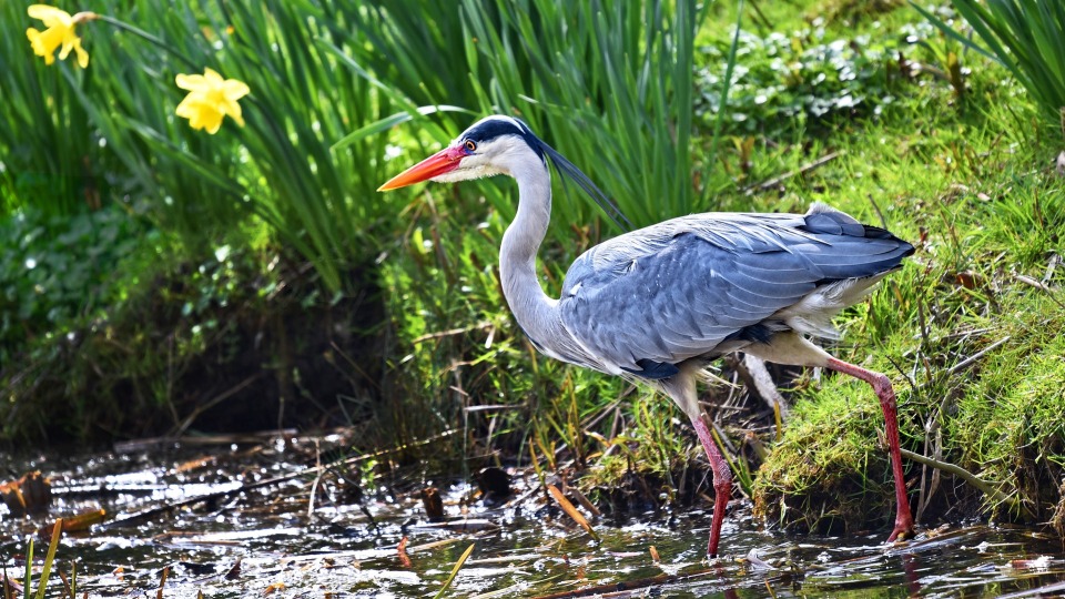 Autóctono: definición, significado, característica, adaptación...