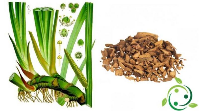 Calamo aromatico: Origini, Storia, Descrizione, Uso Gastronomico