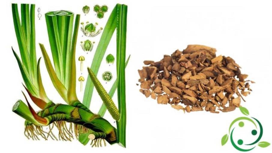Calamus: Origins, History, Description, Gastronomic Use