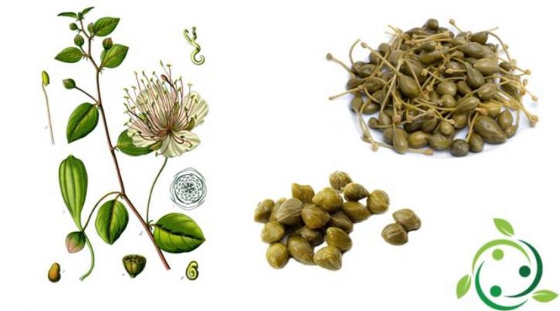 Propiedades y usos de la alcaparra Archivi - Un Mondo Ecosostenibile