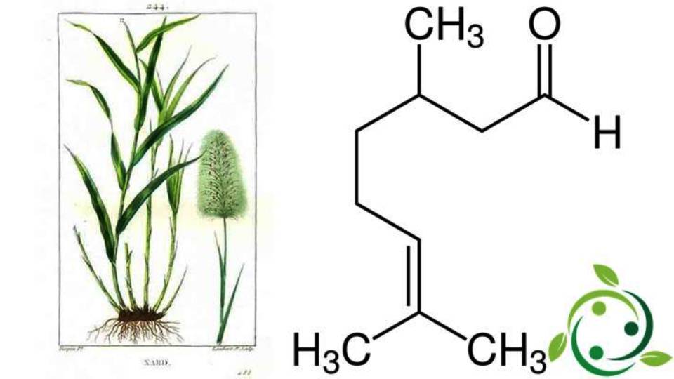 Citronellal: chemical formula, properties, occurrence in nature ...
