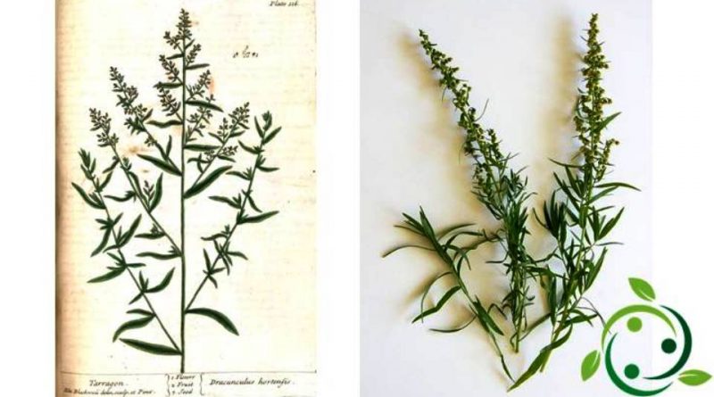 Dragoncello: Origini, Storia, Descrizione, Uso Gastronomico ...