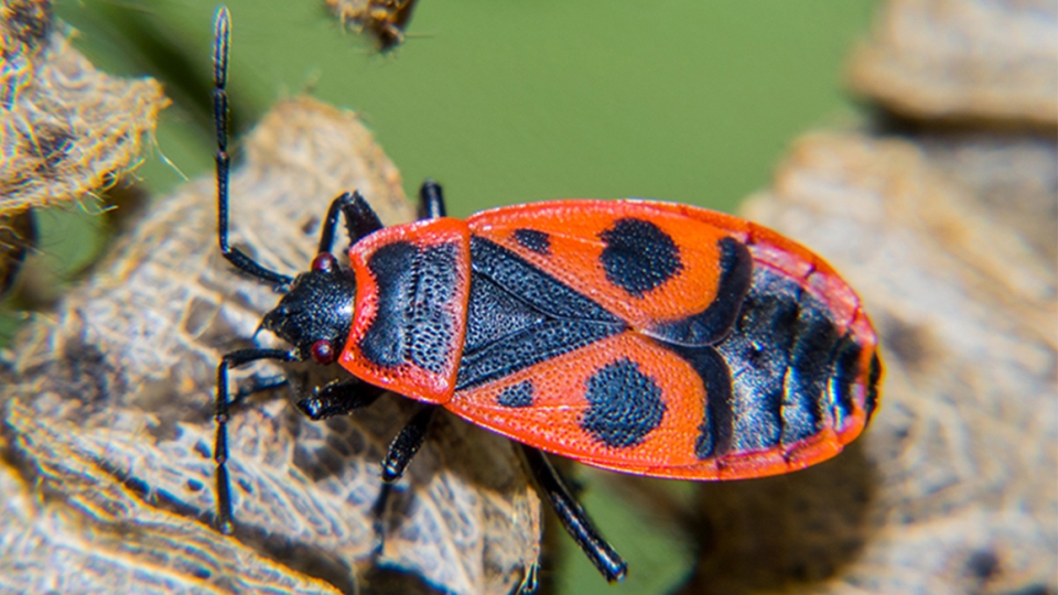 Pyrrhocoris apterus: Sistematica, Habitat, Ciclo biologico, Lotta,