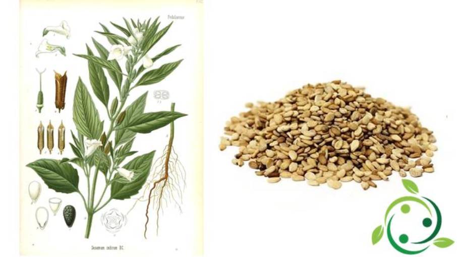 Sesame: Origins, History, Description, Gastronomic Use ...