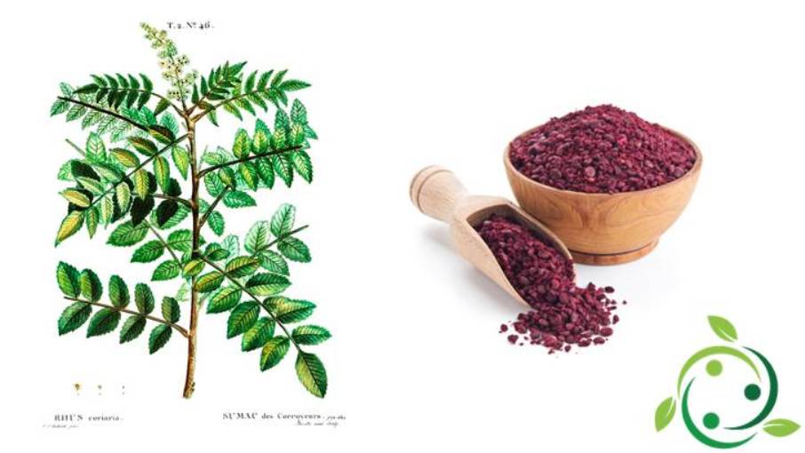 Sumac: Origins, History, Description, Gastronomic Use ...