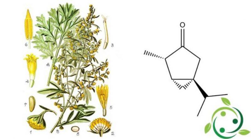 Thujone: chemical formula, occurrence in nature, properties
