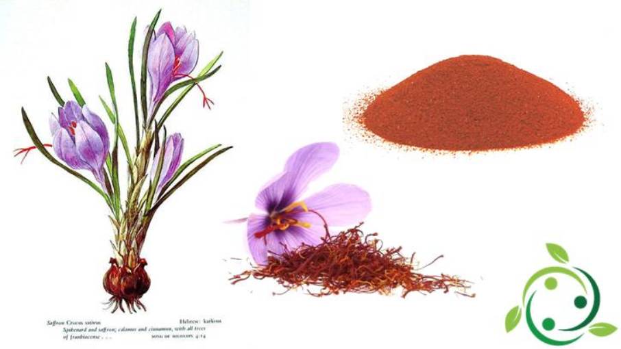 Saffron: Origins, History, Description, Gastronomic Use ...