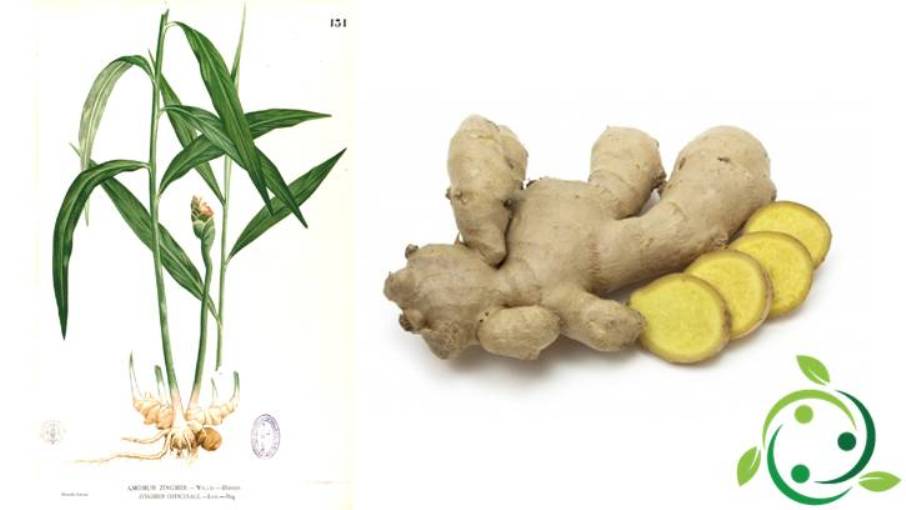 Ginger: Origins, History, Description, Gastronomic Use ...