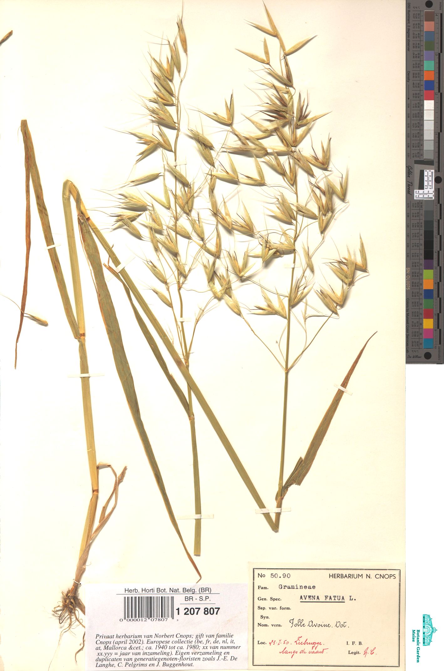 Avena fatua: Systematics, Etymology, Habitat, Cultivation ...