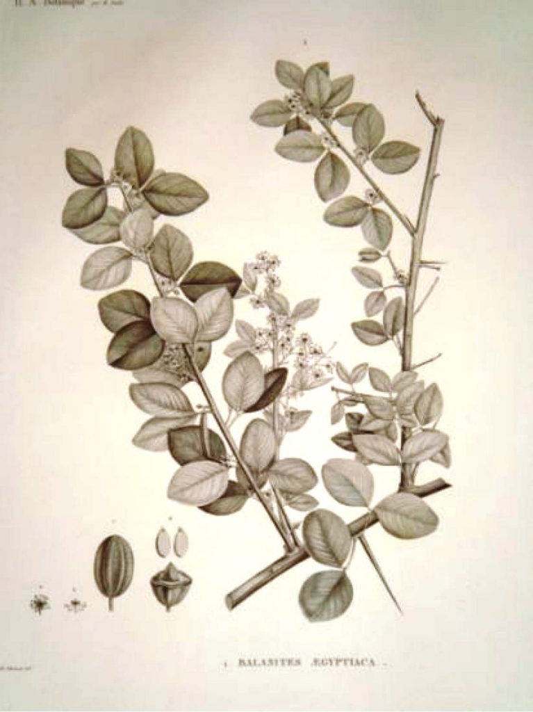 Balanites aegyptiaca: Systematics, Etymology, Habitat, Cultivation