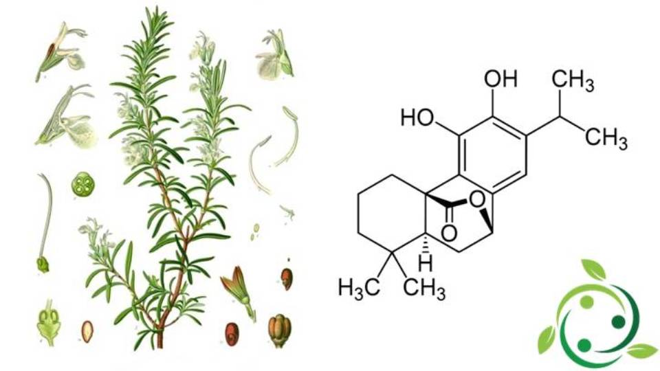 Carnosol: chemical formula, occurrence in nature, antitumor propert
