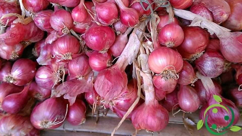 Ecotype: definition, meaning, genetic and territorial characteristics