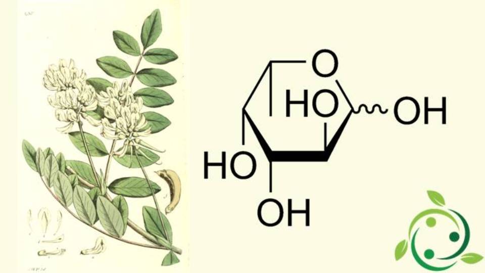 Fucose: chemical formula, occurrence in nature, properties, role