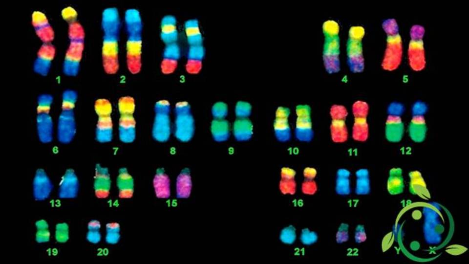 Genome: definition, etymology, characteristics, functions, role ...