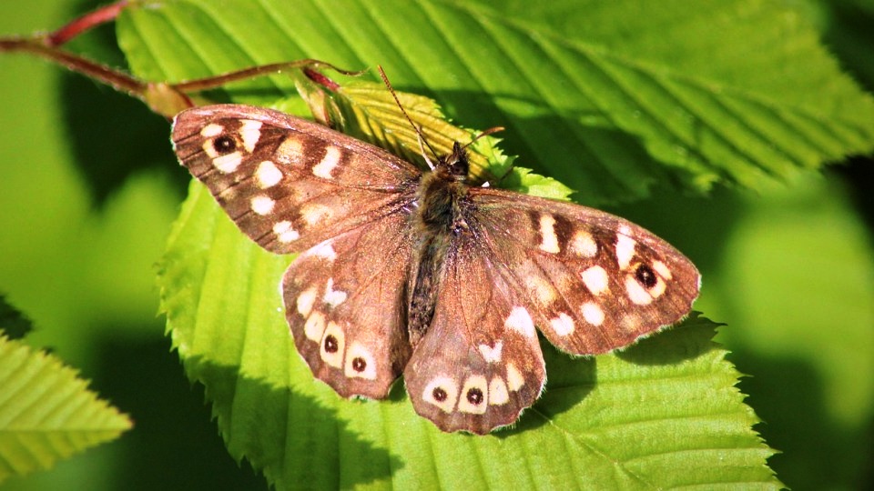 Pararge aegeria: Sistematica, Habitat, Ciclo biologico, Ruolo