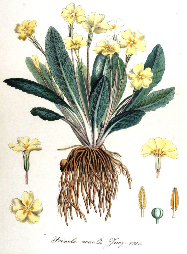 Primula vulgaris: Sistemática, Etimología, Hábitat, Cultivo...