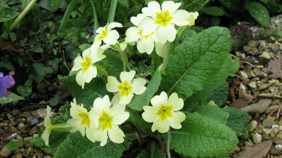 Primula vulgaris: Sistemática, Etimología, Hábitat, Cultivo...