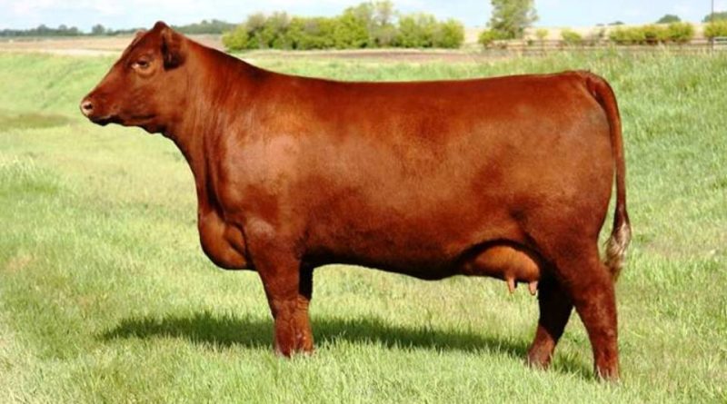 Red Angus: Sistematica, Areale, Attitudine produttiva, Origini ...