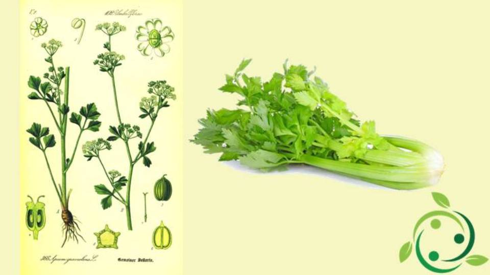 Apio: Orígenes, Historia, Descripción, Uso Gastronómico...