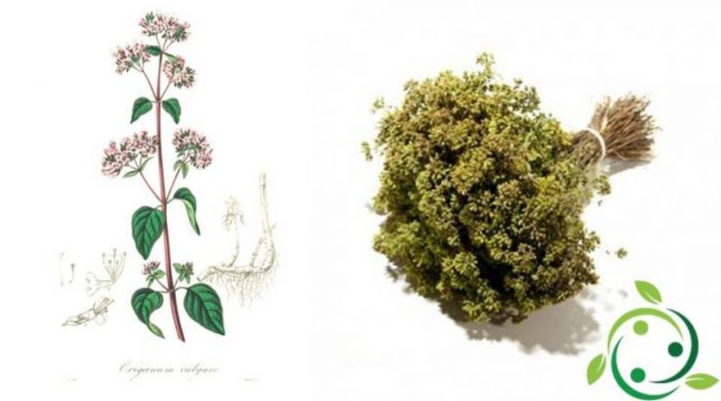 Oregano: Origins, History, Description, Gastronomic Use