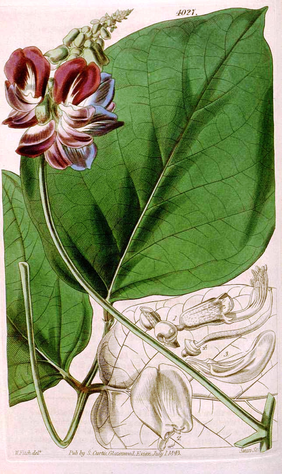 Canavalia ensiformis: Systematics, Etymology, Habitat, Cultivation